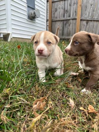 Pitsky Puppy’s For Sale (Stafford) - Classifieds | Americabuyandsell.com