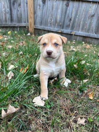 Pitsky Puppy’s For Sale (Stafford) - Classifieds | Americabuyandsell.com