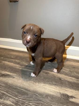 Pitsky Puppy’s For Sale (Stafford) - Classifieds | Americabuyandsell.com
