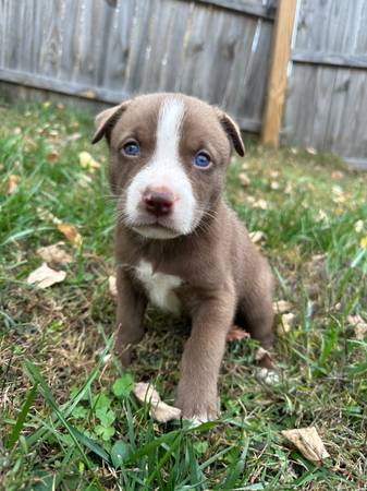 Pitsky Puppy’s For Sale (Stafford) - Classifieds | Americabuyandsell.com